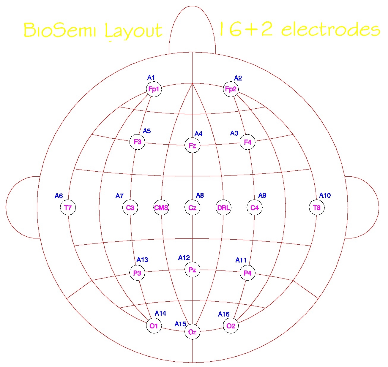 MNE montage for UltraCortex IV setup — OpenBCI Forum